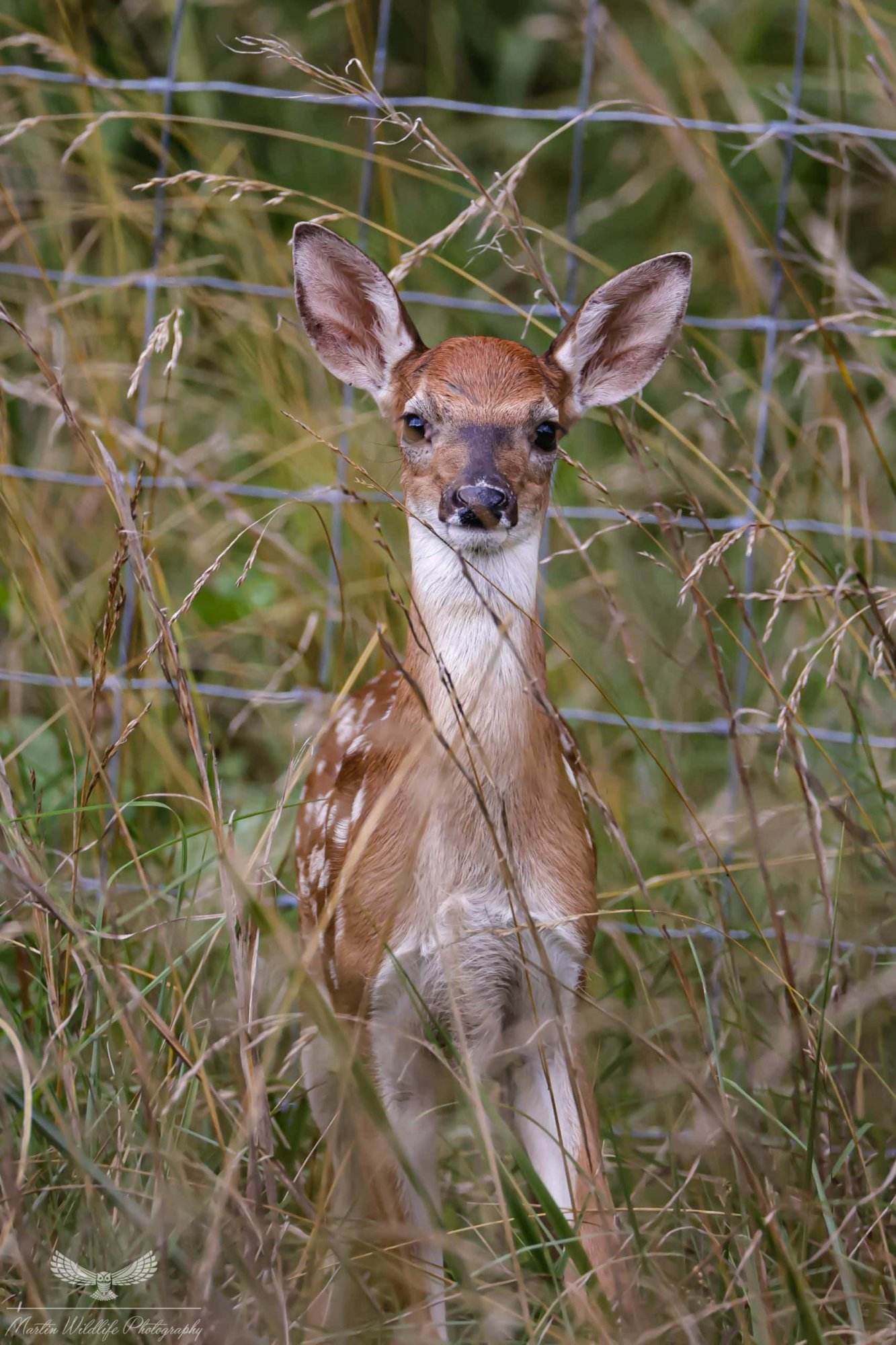 The babies are here!