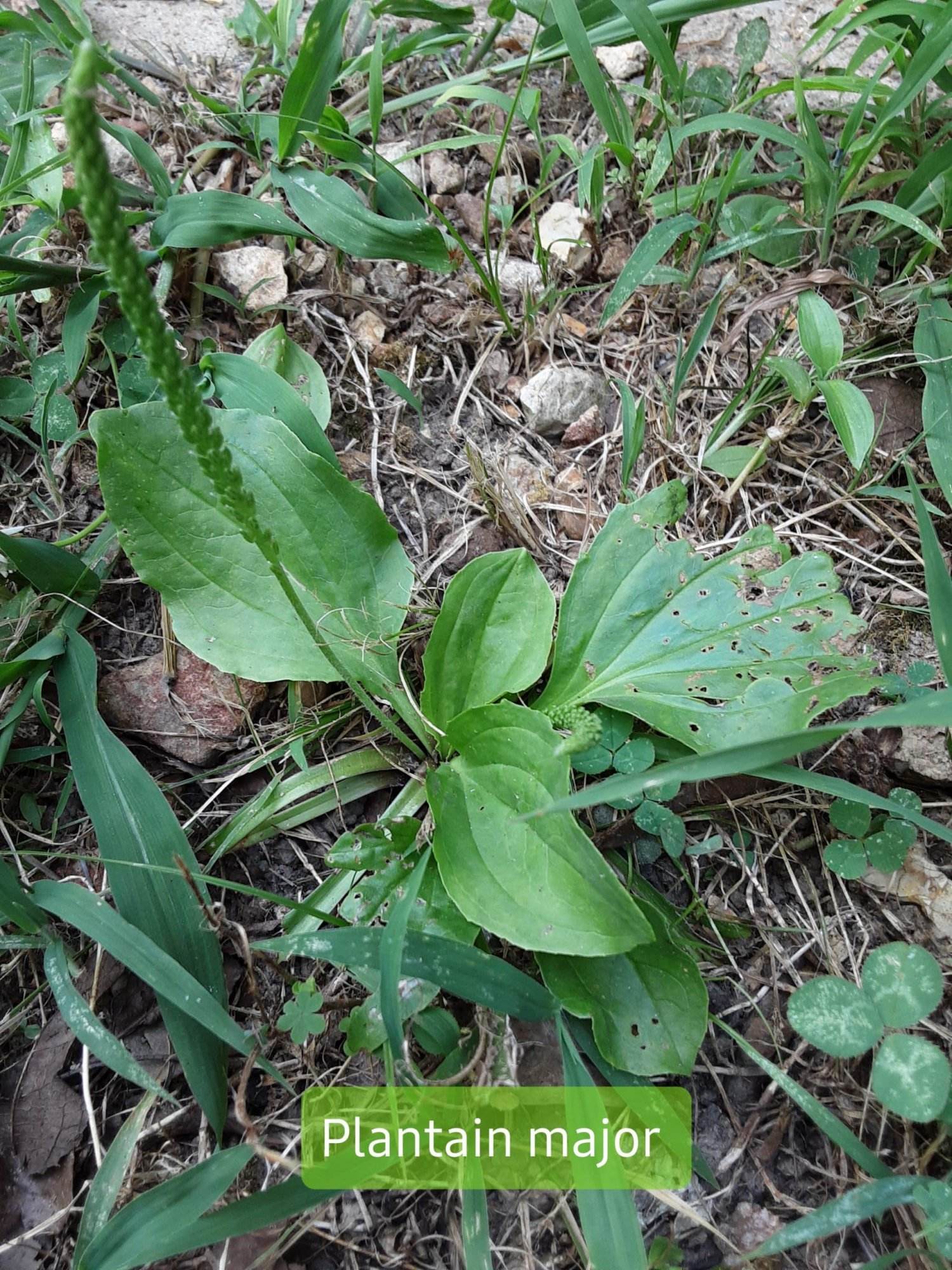 Plantain - Hallmark Times