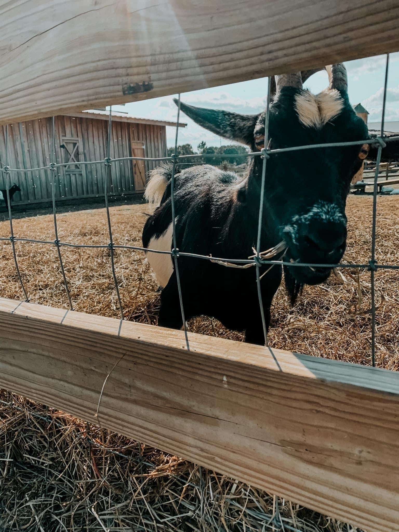 Jackson Farm Fall Festival thru Oct. 31